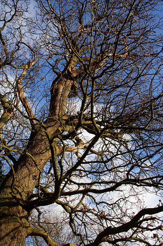 'Tree branches' free photo - CopyrightFreePhotos.com (all photos ...